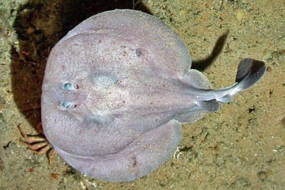 44 Different Types of Rays: Identification Guide