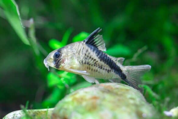 15 Best Cory Catfish Types for Your Aquarium
