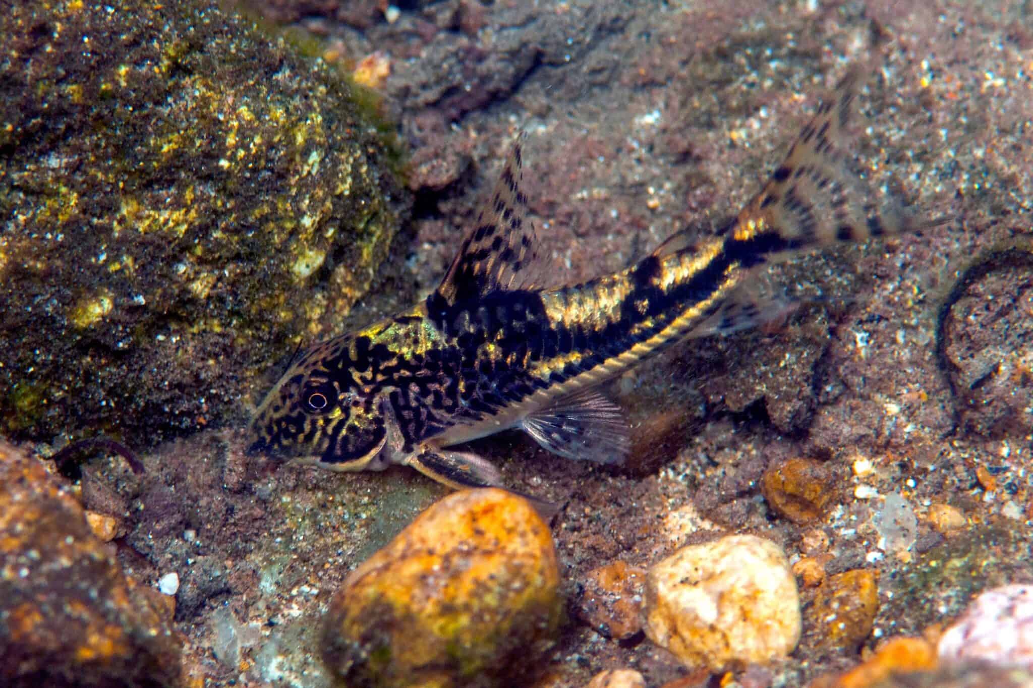 15 Best Cory Catfish Types for Your Aquarium