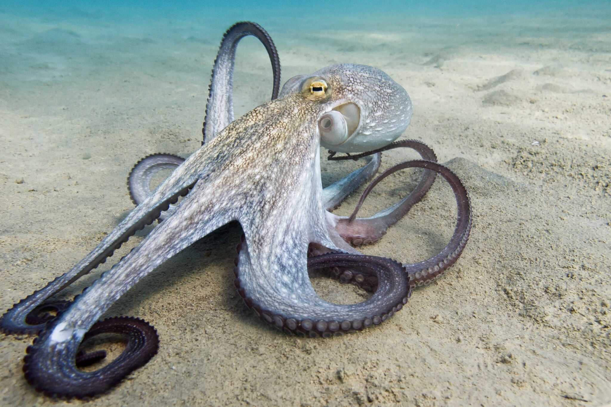 Octopus Brain & Intelligence: How Smart Are Octopuses?