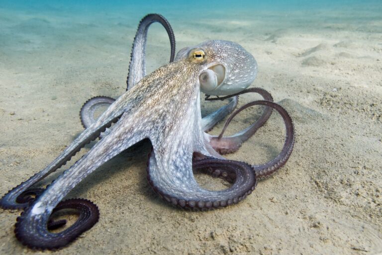 Octopus Brain & Intelligence: How Smart Are Octopuses?