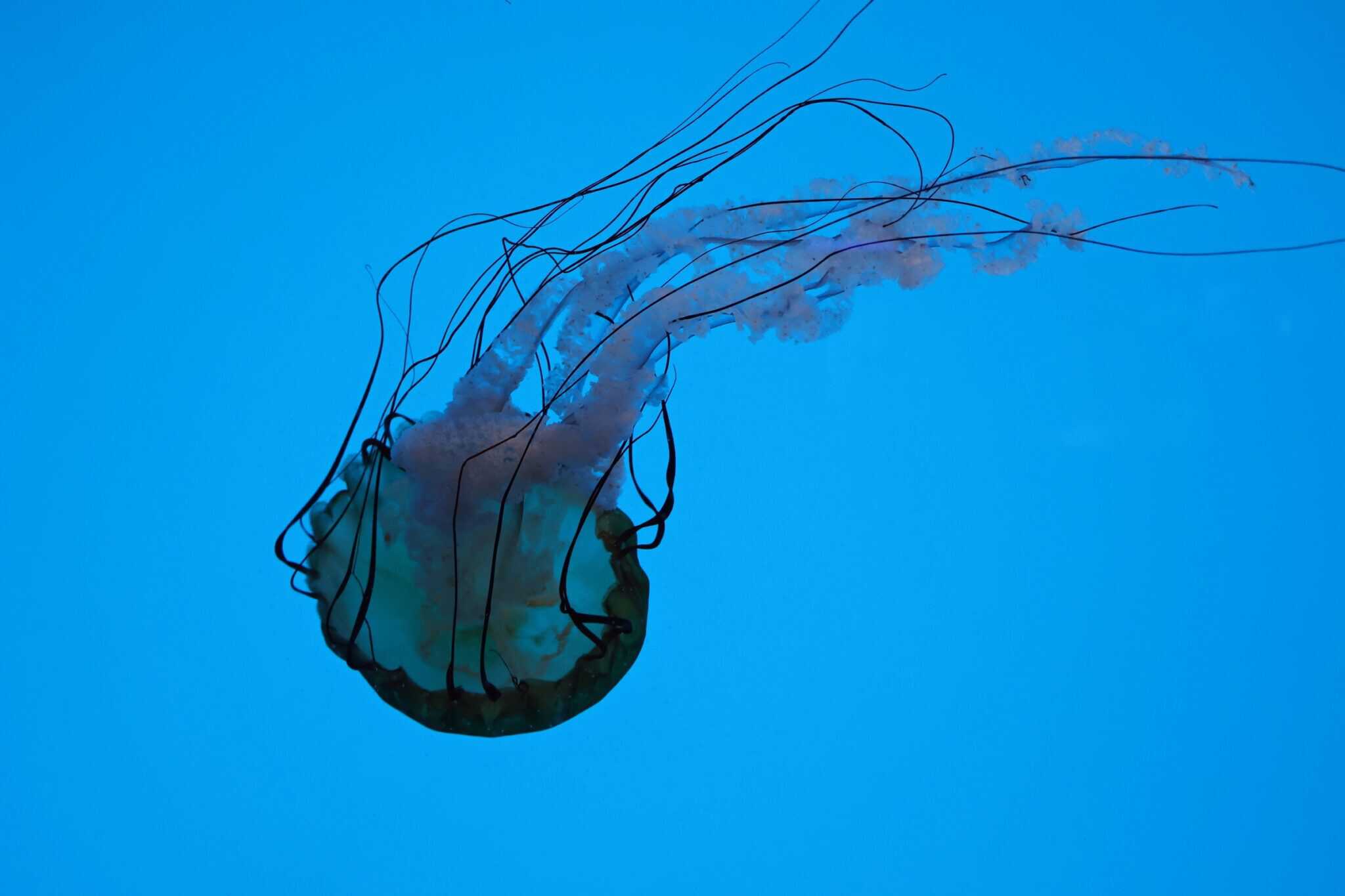 11 Different Jellyfish Colors Explained