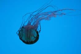 11 Different Jellyfish Colors Explained