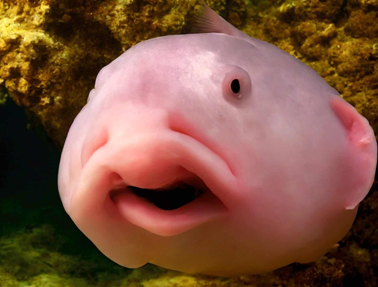What Does a Blobfish Look Like Underwater?