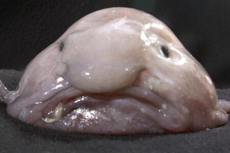 What Does a Blobfish Look Like Underwater?