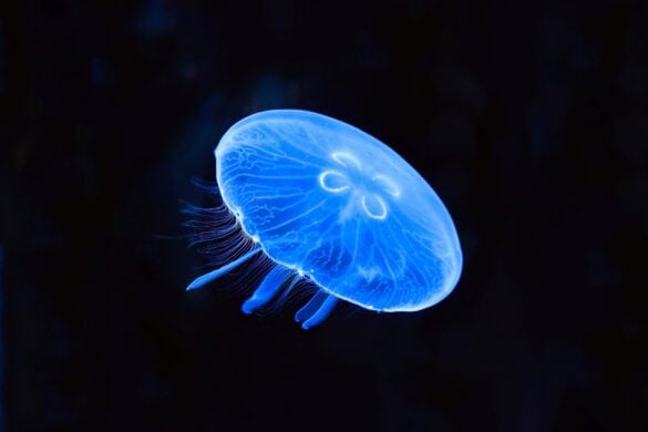 11 Different Jellyfish Colors Explained