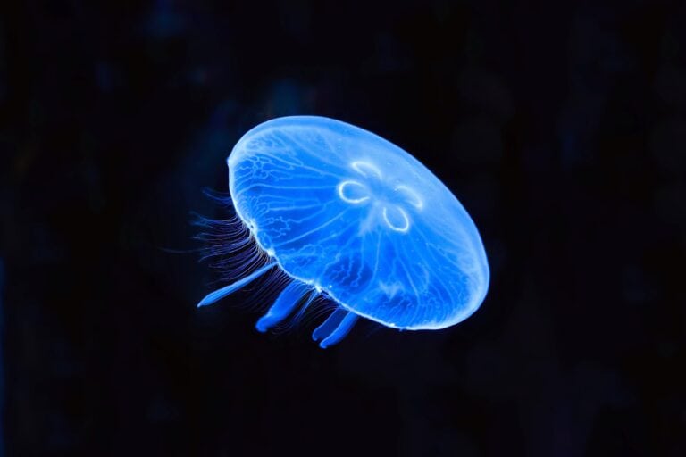 11 Different Jellyfish Colors Explained