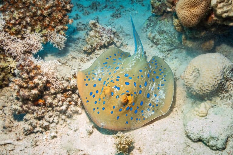 44 Different Types of Rays: Identification Guide