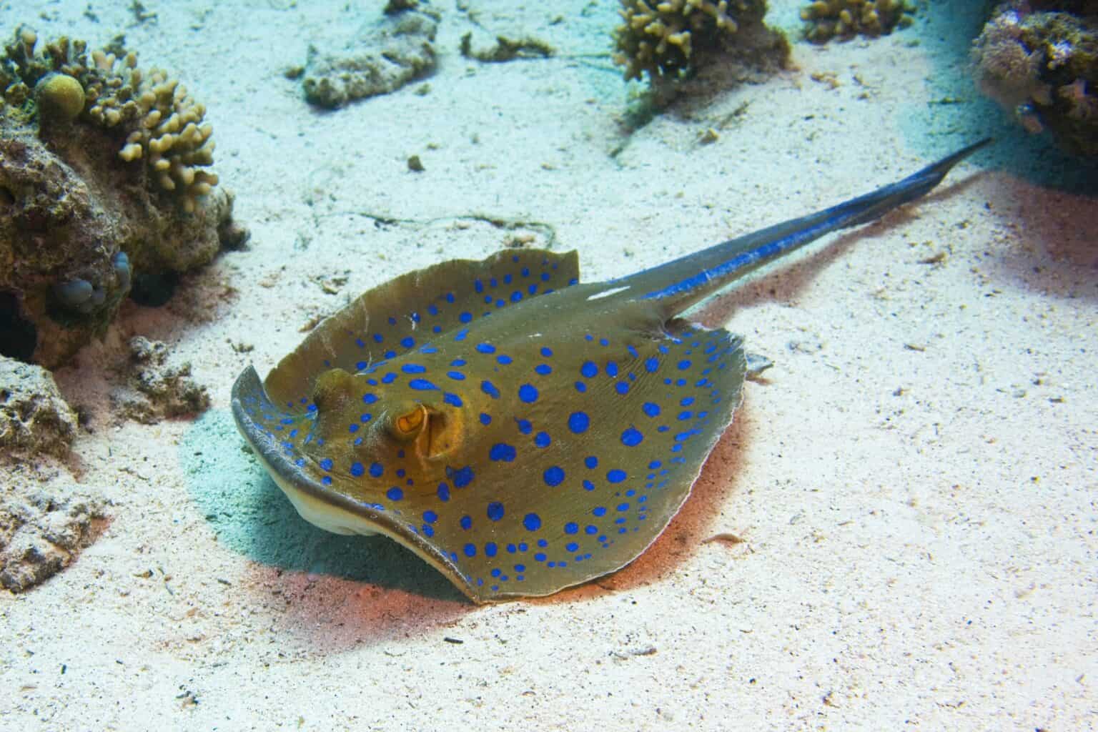 44 Different Types of Rays: Identification Guide