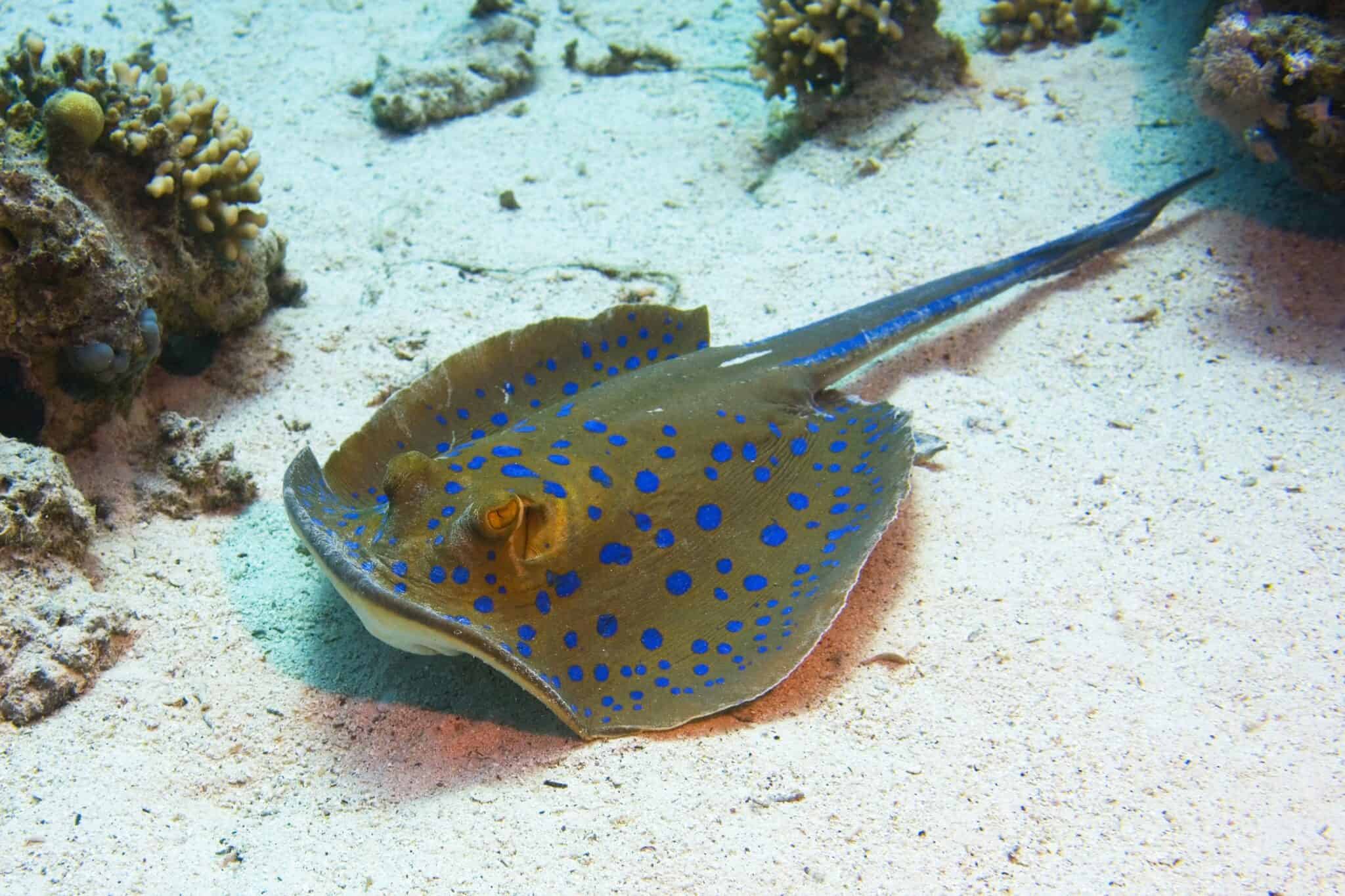 44 Different Types of Rays: Identification Guide