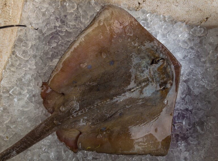 44 Different Types of Rays: Identification Guide