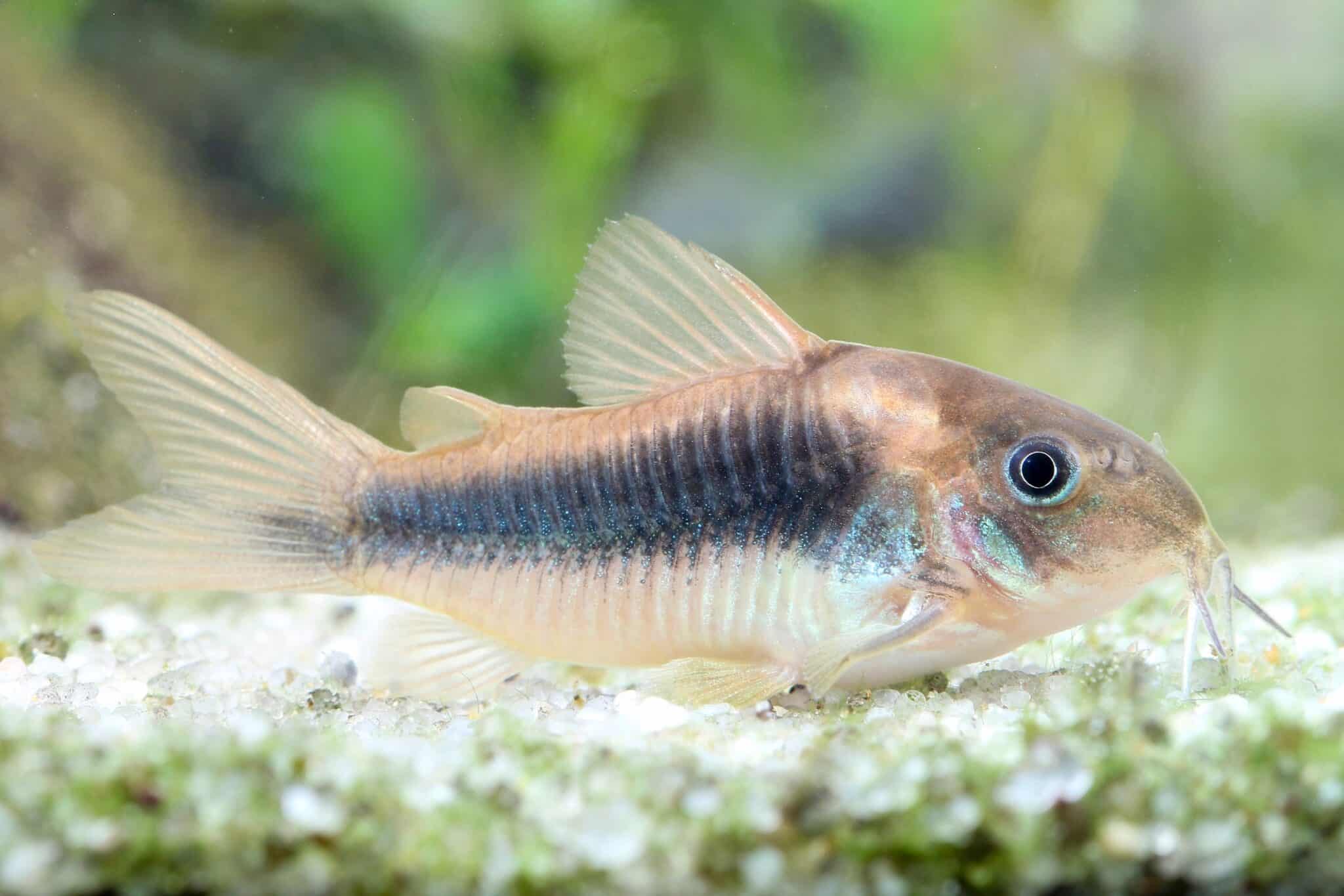 15 Best Cory Catfish Types for Your Aquarium