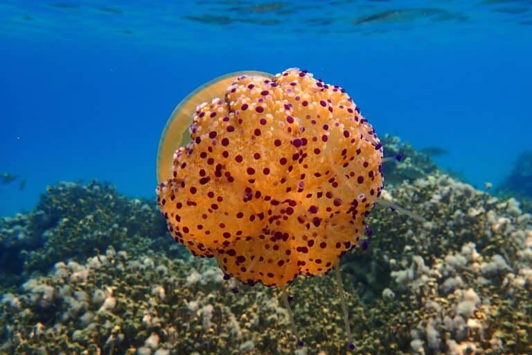 11 Different Jellyfish Colors Explained