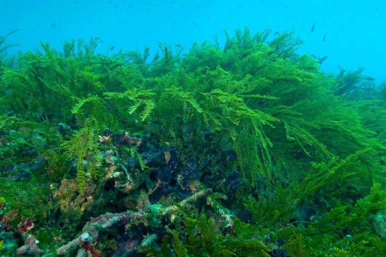 18 Different Types of Ocean Plants