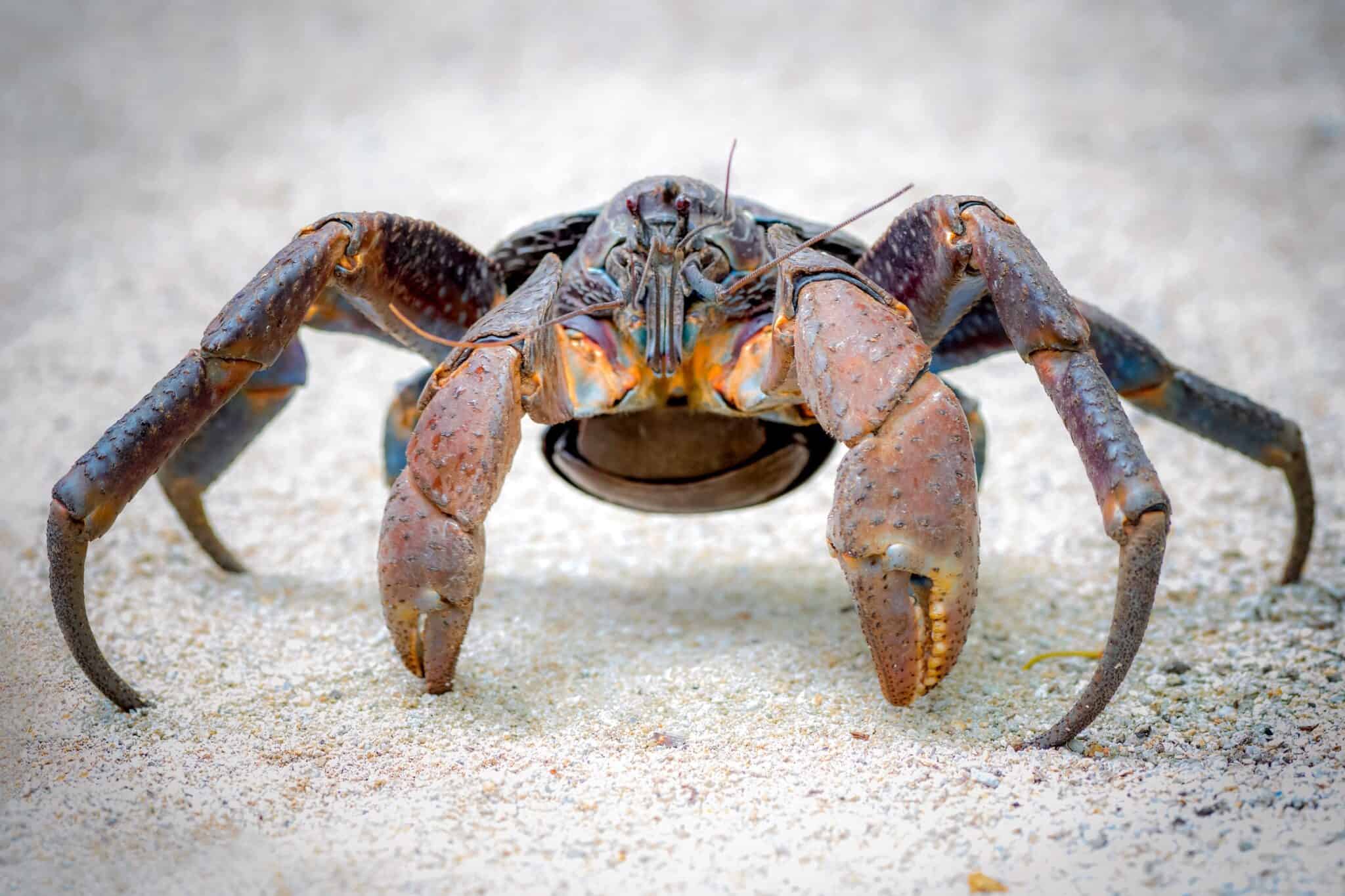 Can You Eat Coconut Crabs? (What Does It Taste Like?)