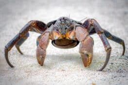 Can You Eat Coconut Crabs? (What Does It Taste Like?)