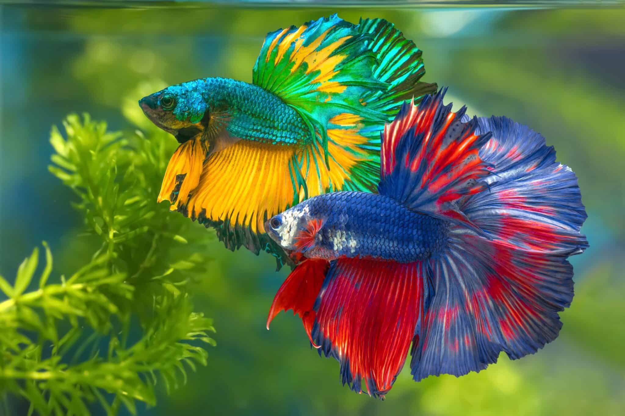 48 Types of Betta Fish: Tail Types, Colors & Patterns