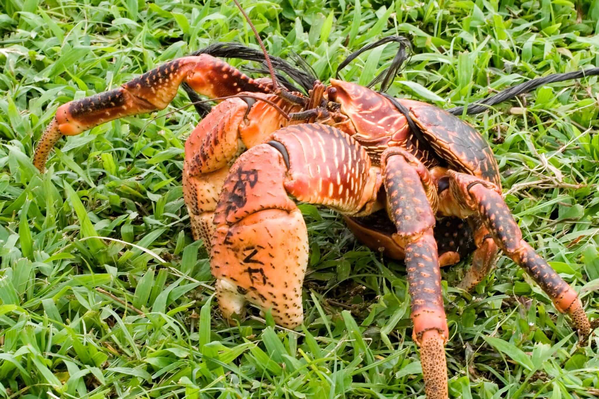 Can You Eat Coconut Crabs? (What Does It Taste Like?)