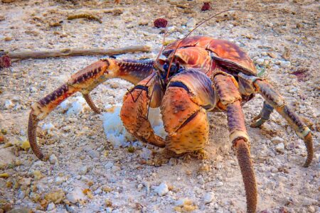 Can You Eat Coconut Crabs? (What Does It Taste Like?)