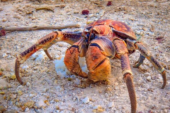 Can You Eat Coconut Crabs? (What Does It Taste Like?)