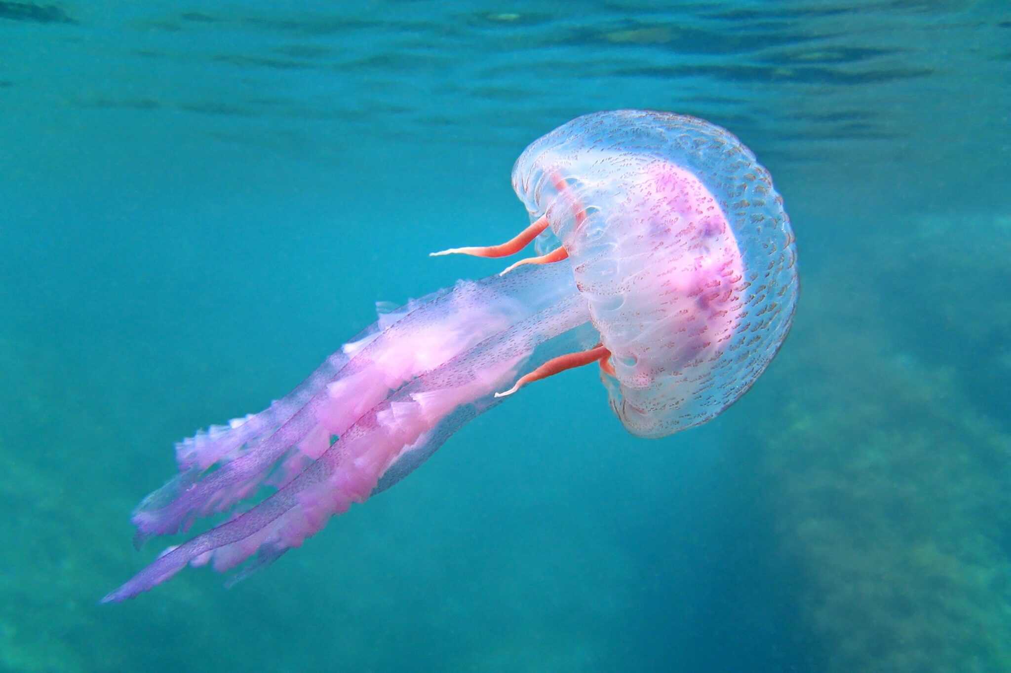 11 Different Jellyfish Colors Explained