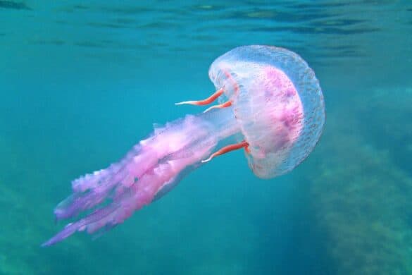 11 Different Jellyfish Colors Explained