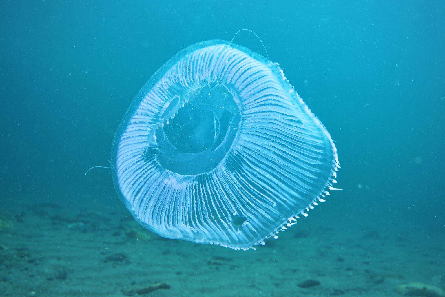 11 Different Jellyfish Colors Explained