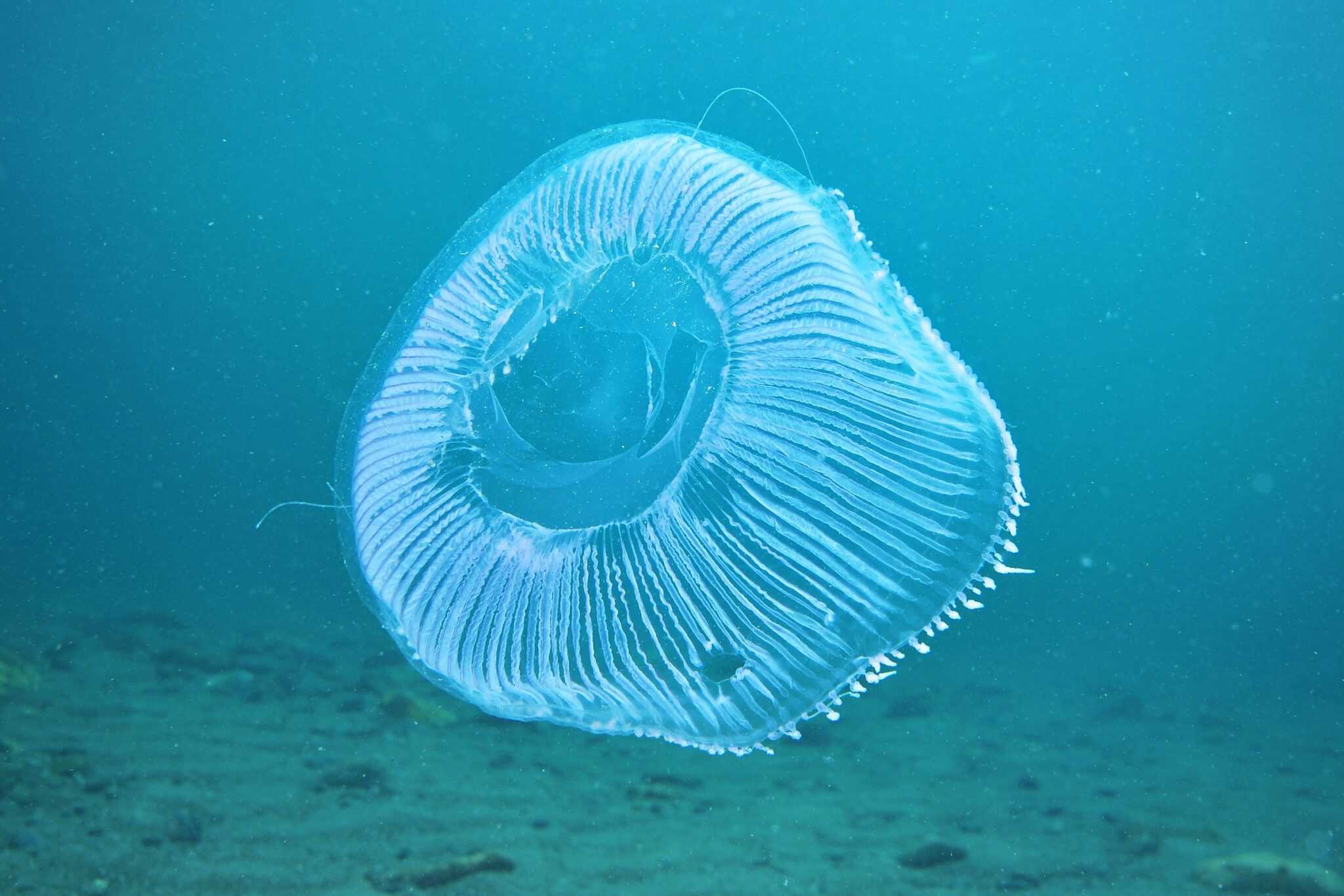11 Different Jellyfish Colors Explained