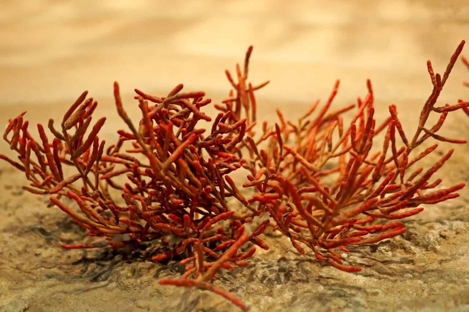 18 Different Types of Ocean Plants