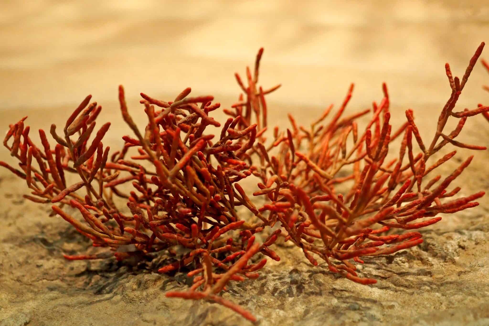 18 Different Types of Ocean Plants