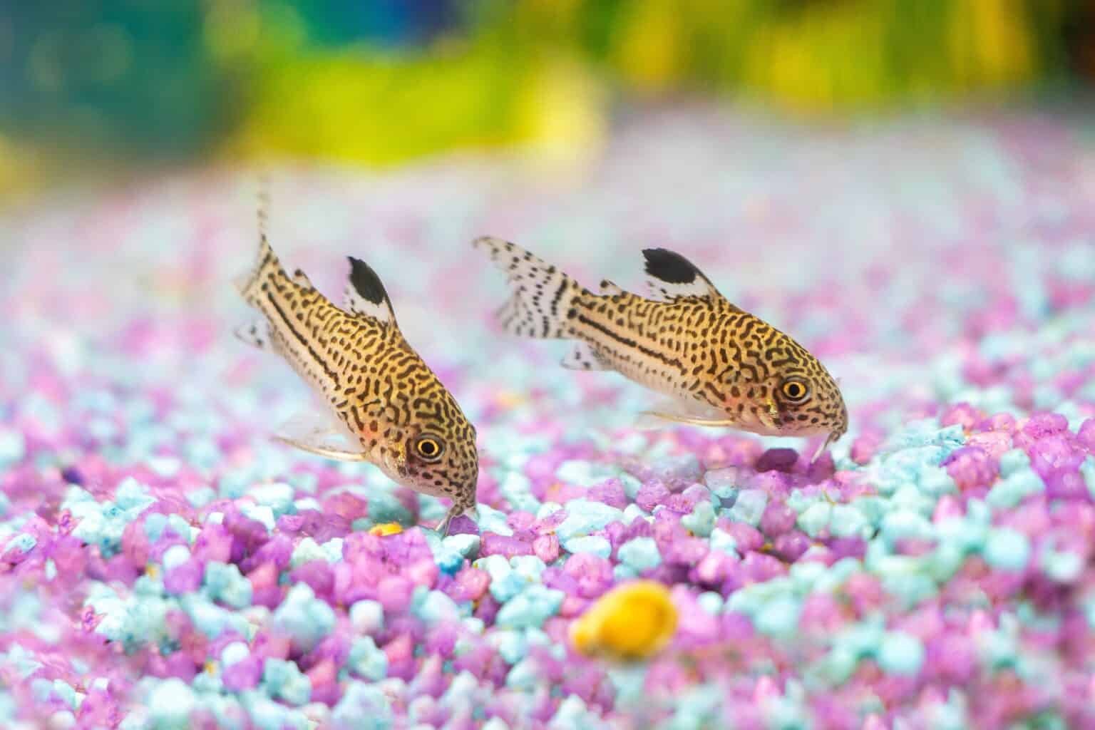 15 Best Cory Catfish Types for Your Aquarium