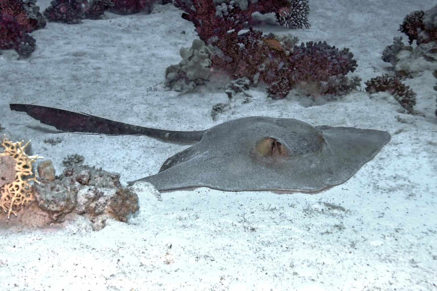 44 Different Types of Rays: Identification Guide