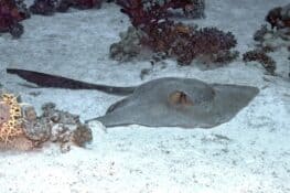 44 Different Types of Rays: Identification Guide