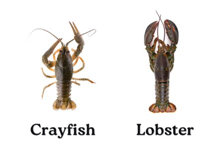 Crayfish vs. Lobster: What Are the Differences?