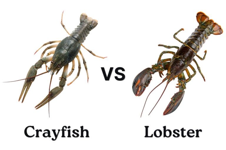 Crayfish vs. Lobster: What Are the Differences?