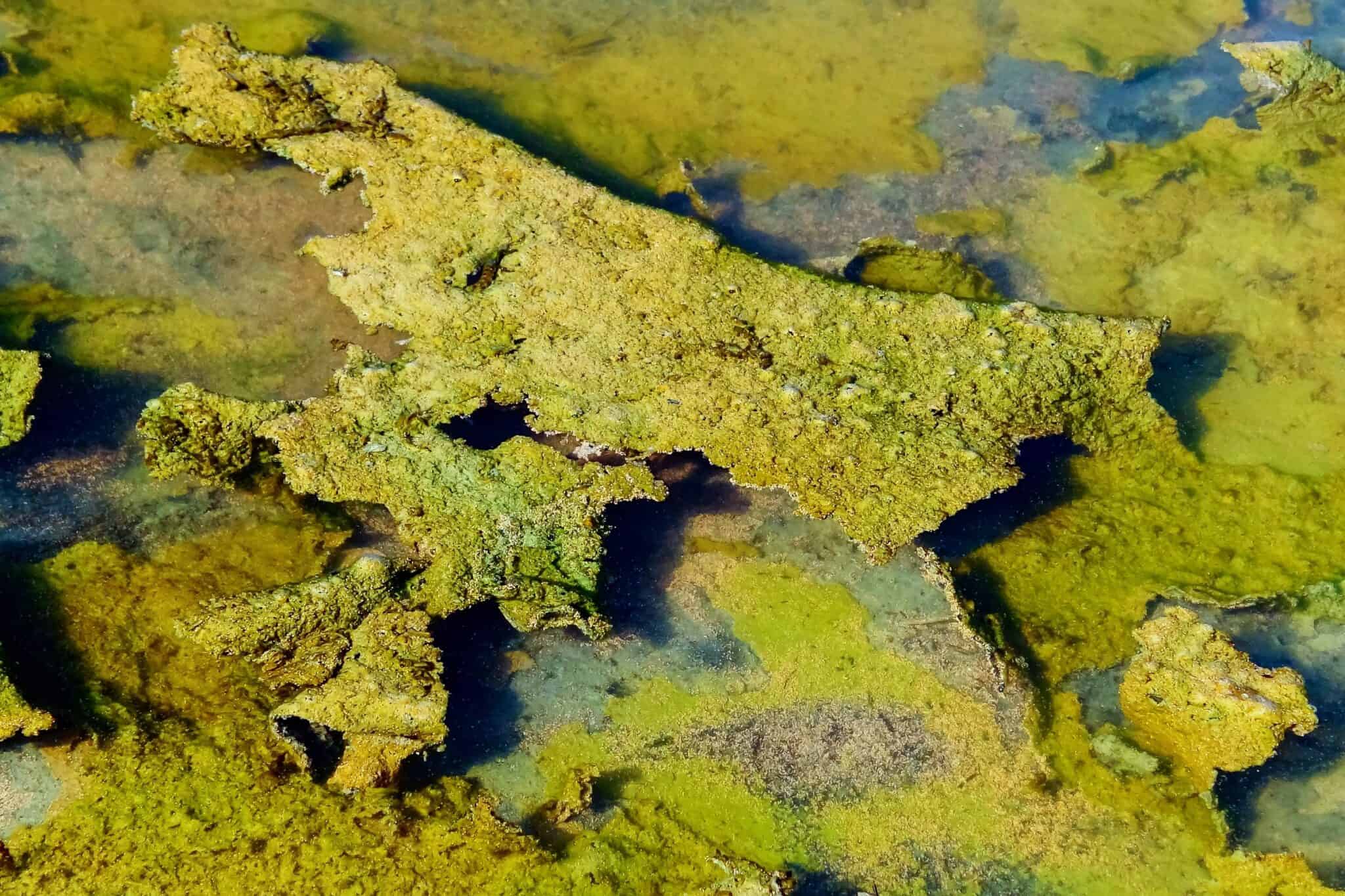 18 Different Types of Ocean Plants