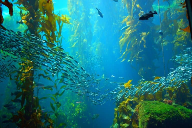 18 Different Types of Ocean Plants