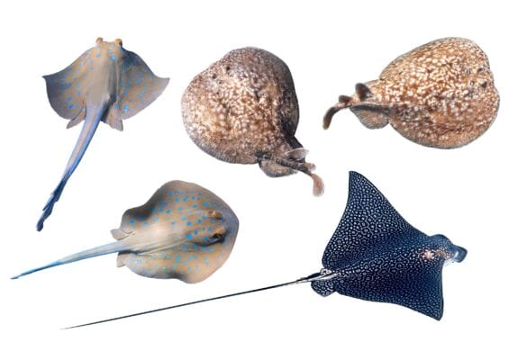 32 Types of Fish With Big Foreheads