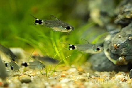 15 Best Cory Catfish Types for Your Aquarium