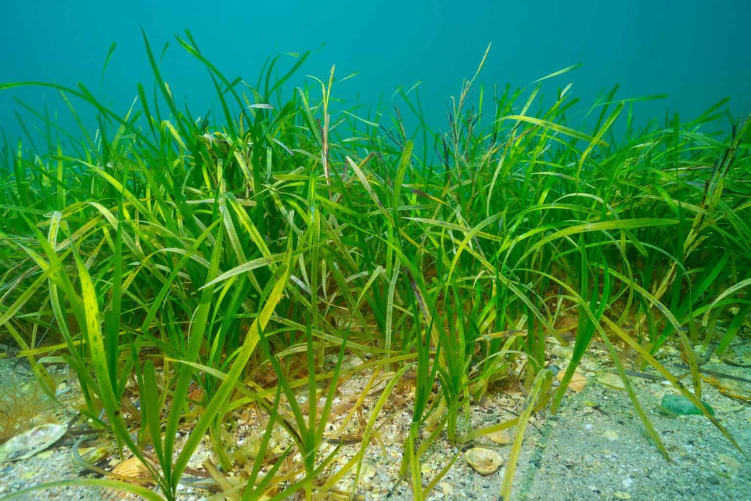 18 Different Types of Ocean Plants