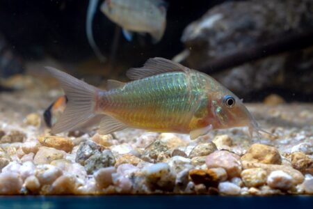 15 Best Cory Catfish Types for Your Aquarium
