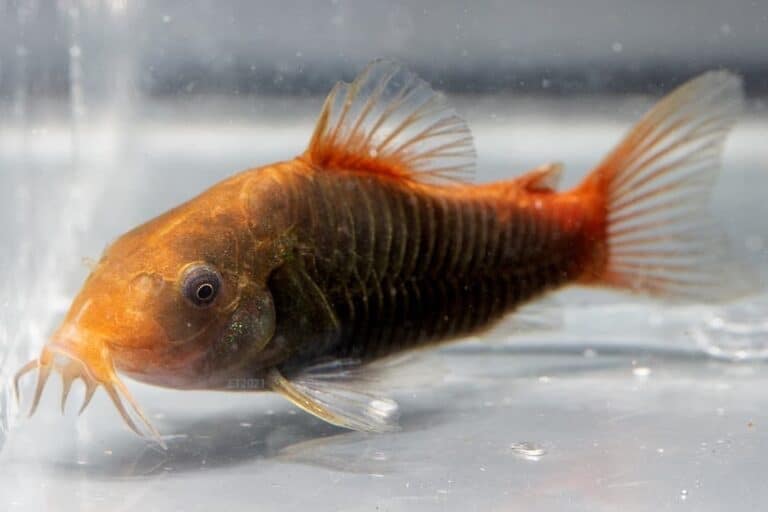 15 Best Cory Catfish Types for Your Aquarium