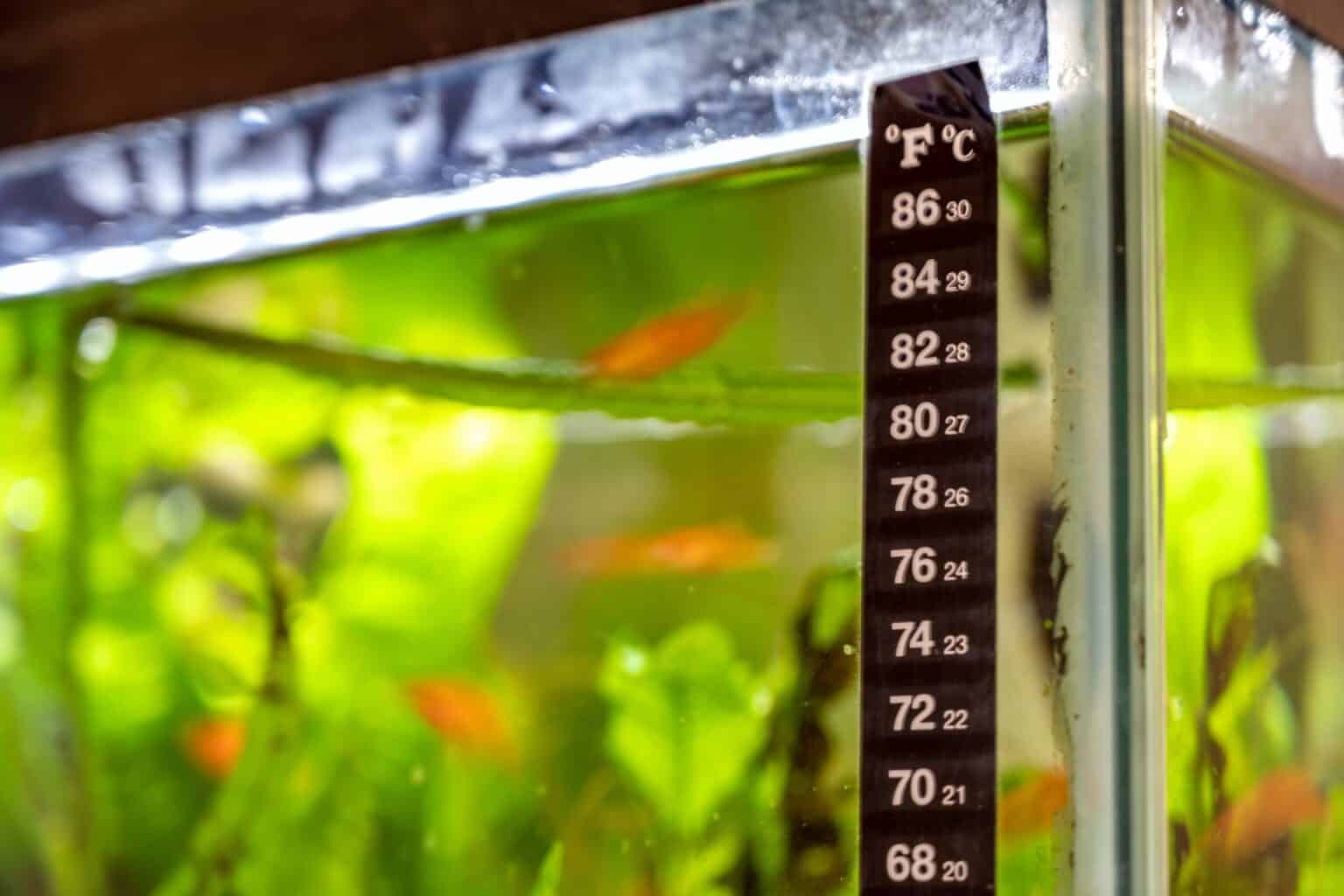 Ideal Water Temperature for Betta Fish: A Definitive Guide