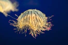 11 Different Jellyfish Colors Explained
