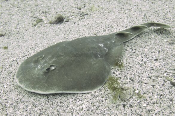 44 Different Types of Rays: Identification Guide