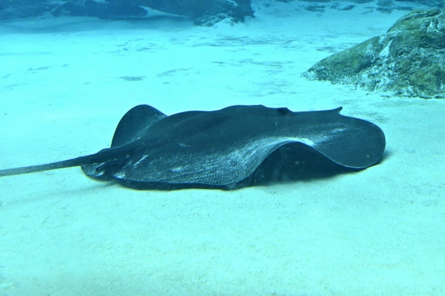 44 Different Types of Rays: Identification Guide