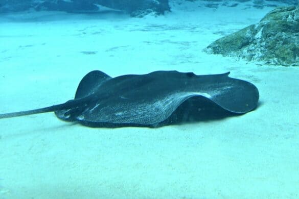 44 Different Types of Rays: Identification Guide