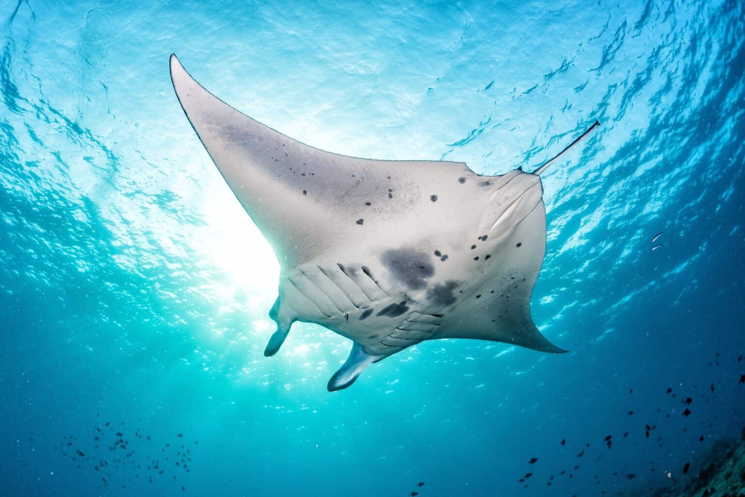 44 Different Types of Rays: Identification Guide