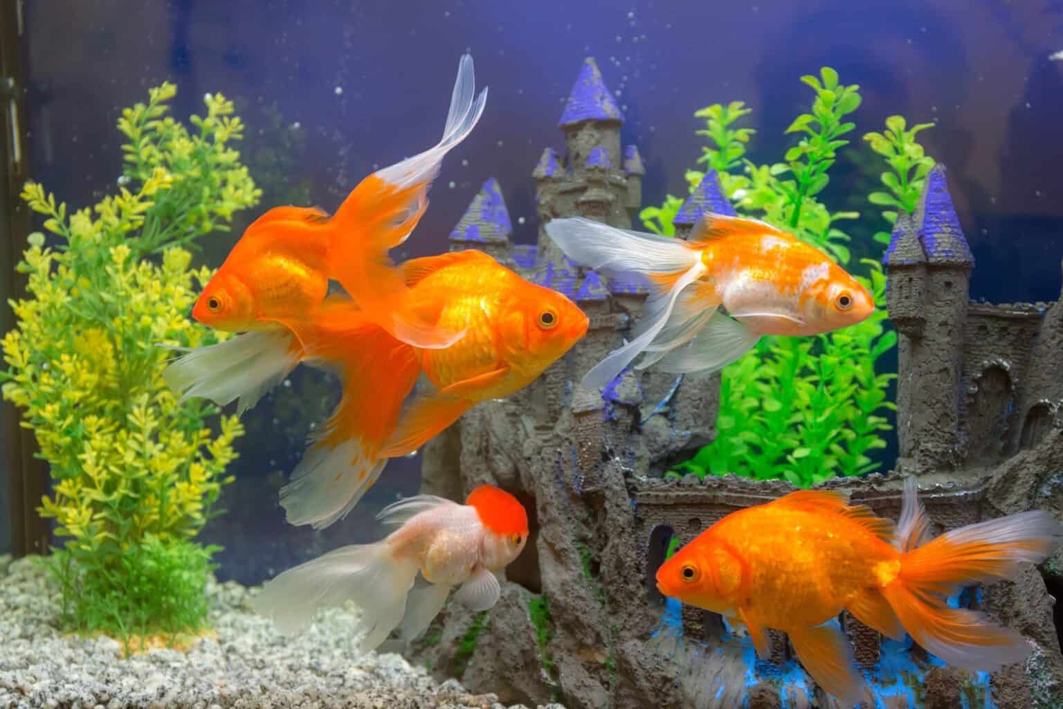 How Many Fish Per Gallon? (Answers for Different Tank Sizes)