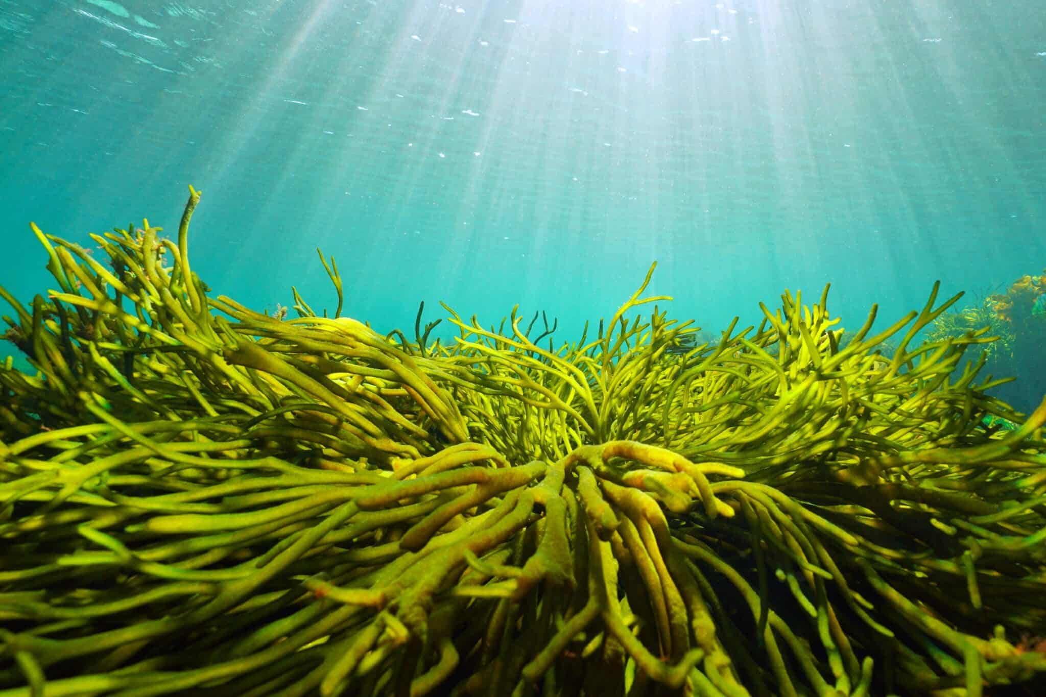 18 Different Types of Ocean Plants